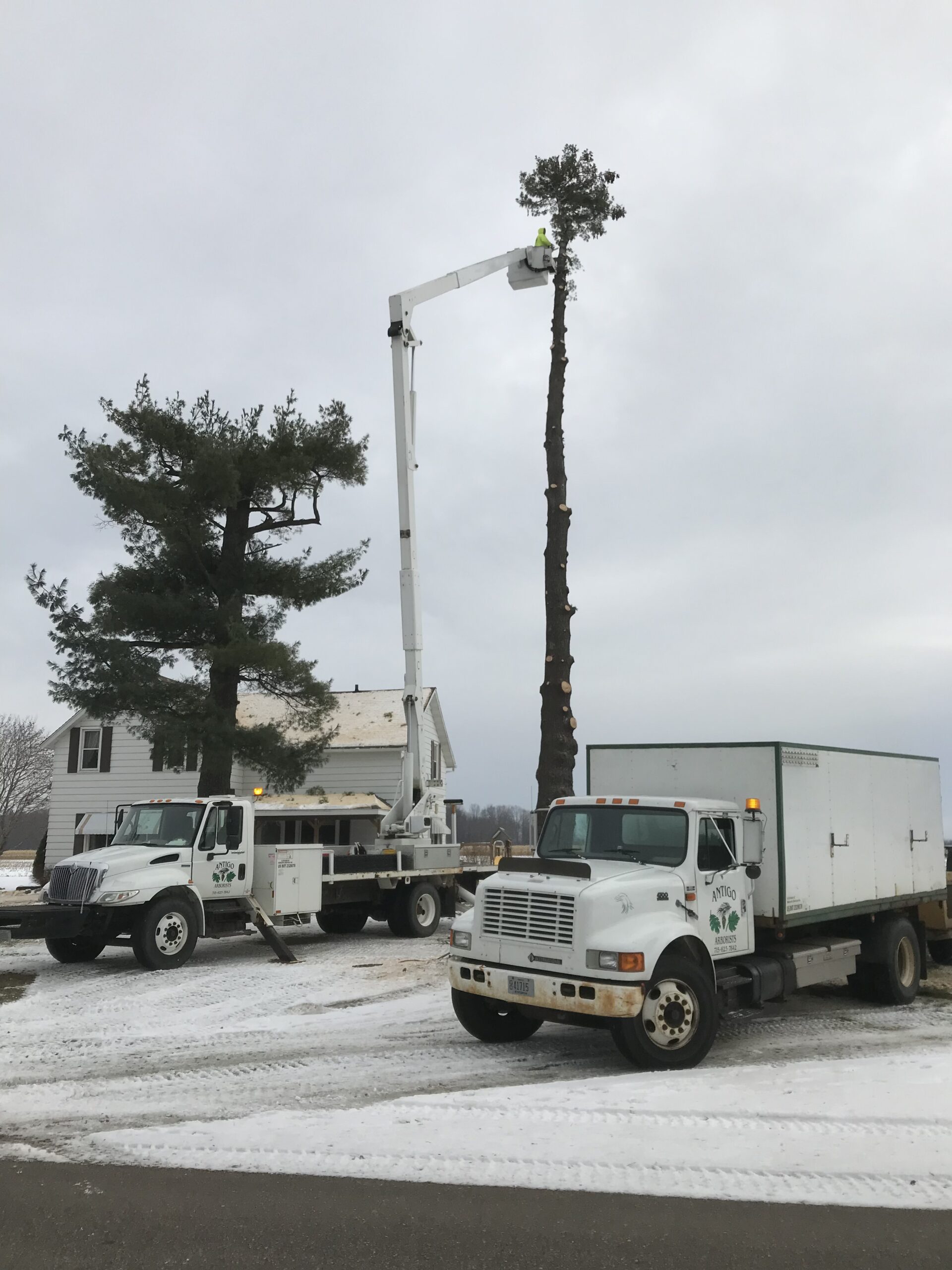 Home Antigo Arborists Tree Care Maintenance Specialists